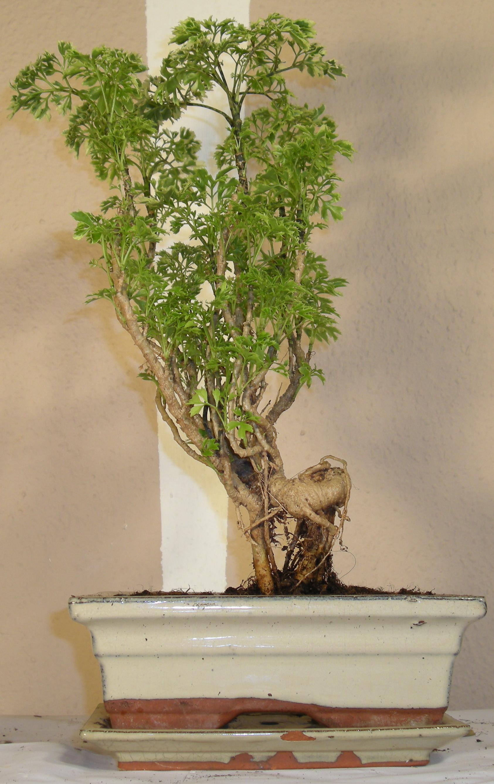 bonsaihjørnet.dk - Polyscias bonsai pasningsvejledning.